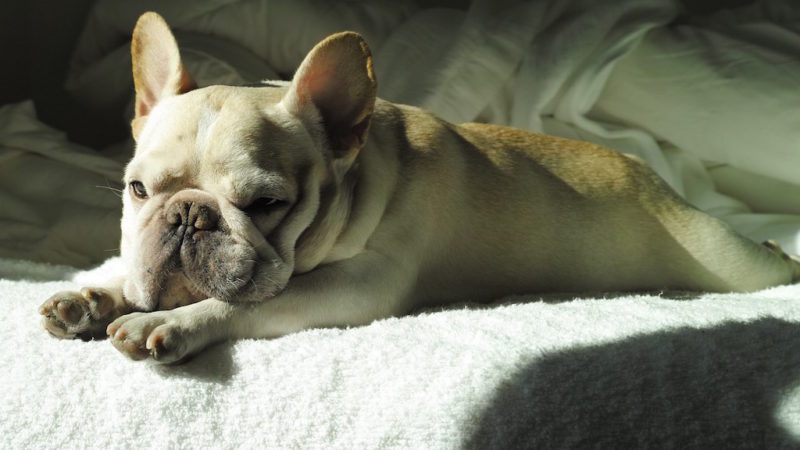 The Lazy Dog’s Guide to Enrichment | PAW5